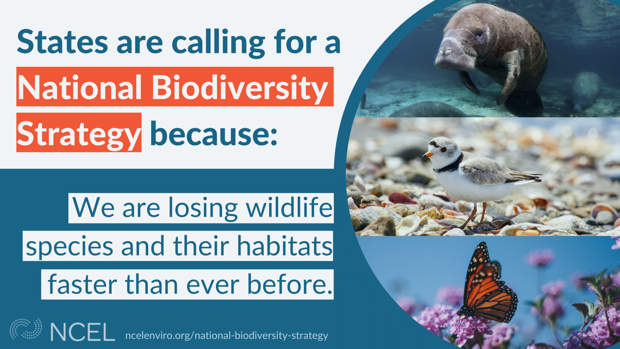Restoring Biodiversity: How U.S. States are Protecting Life on Earth ...